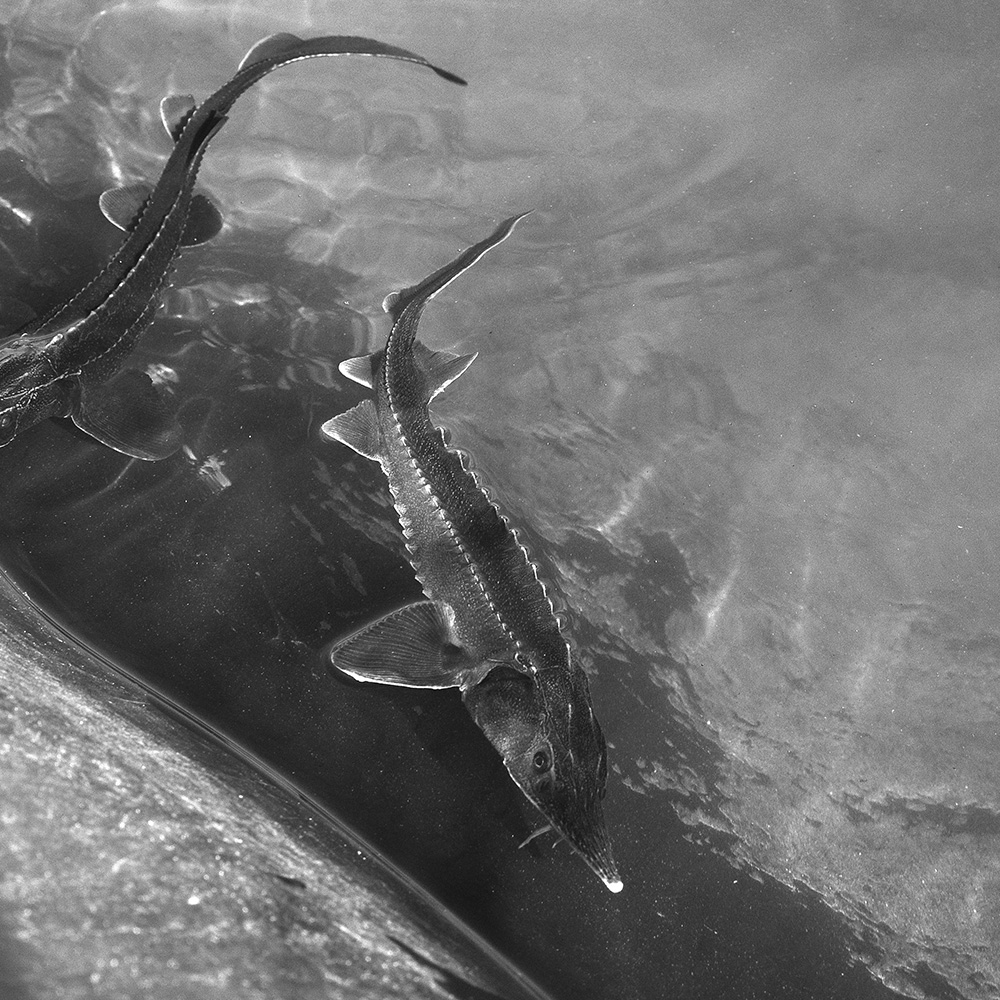 Quel poisson donne le caviar ? - Caviar Ambassade